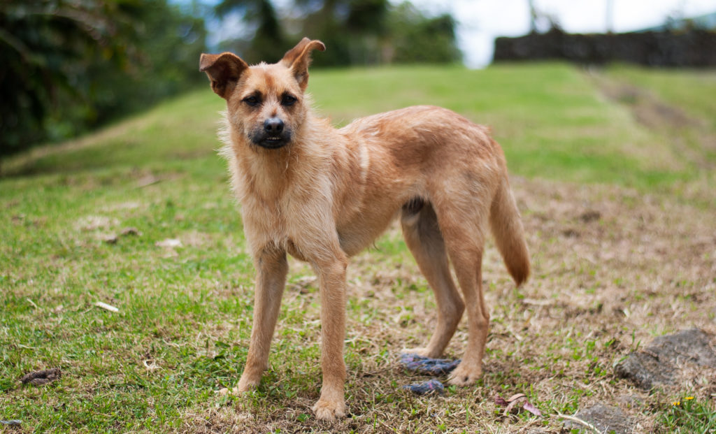 Nacho | Animales de Asis – Costa Rica