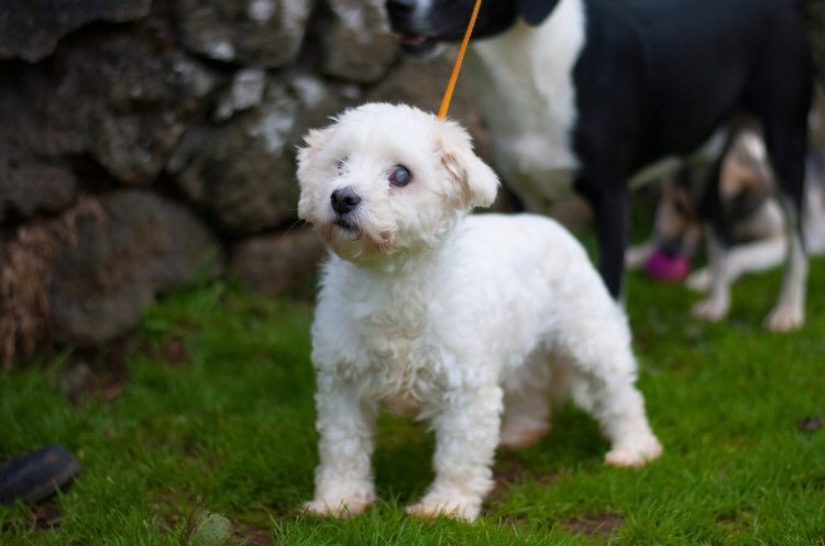 Adopción | Animales de Asis – Costa Rica