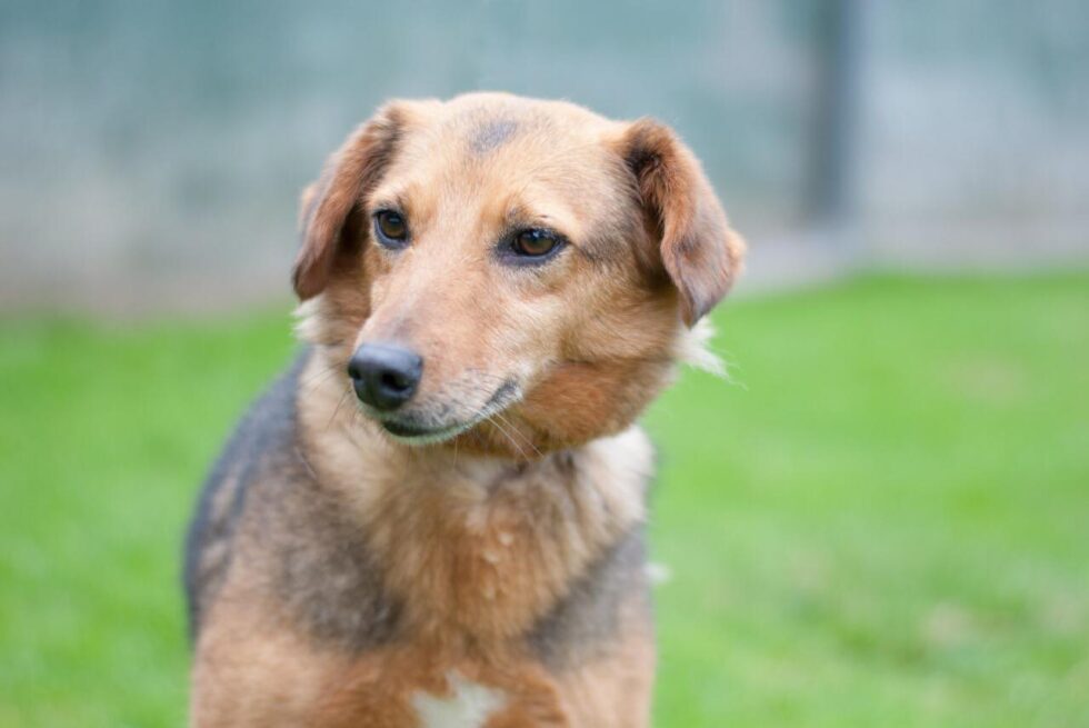 Cupertina | Animales de Asis – Costa Rica