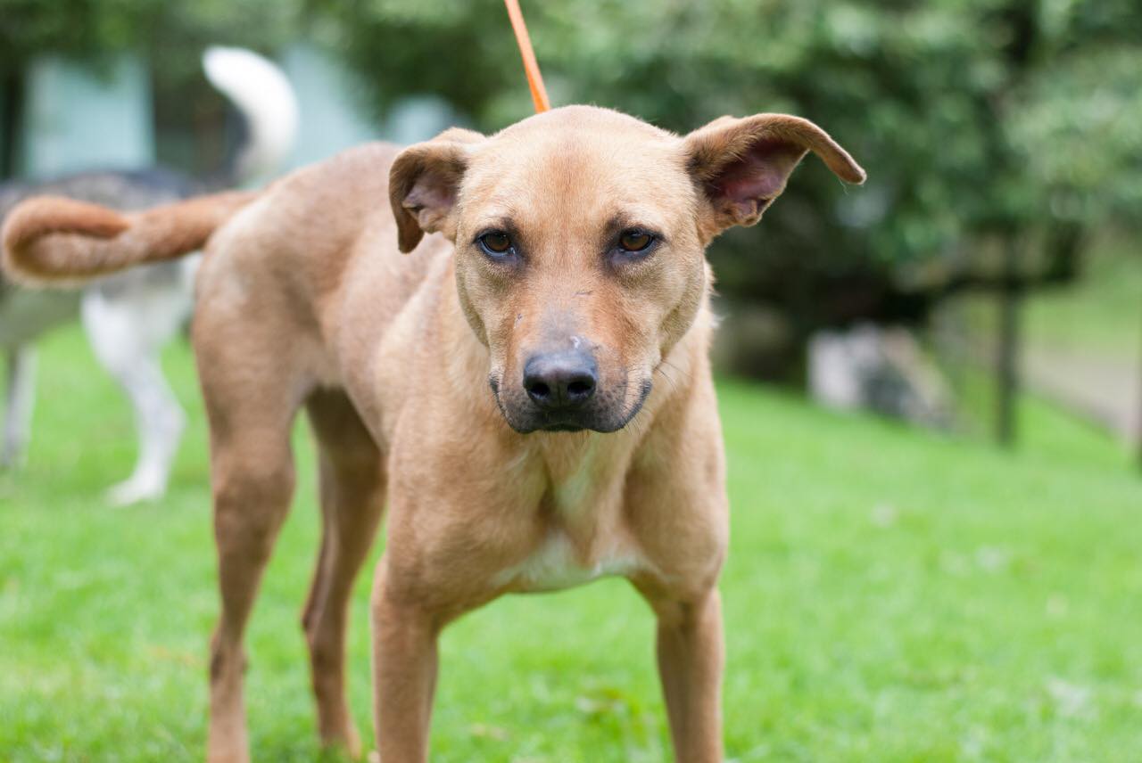 Meet The Animals | Animales de Asis – Costa Rica