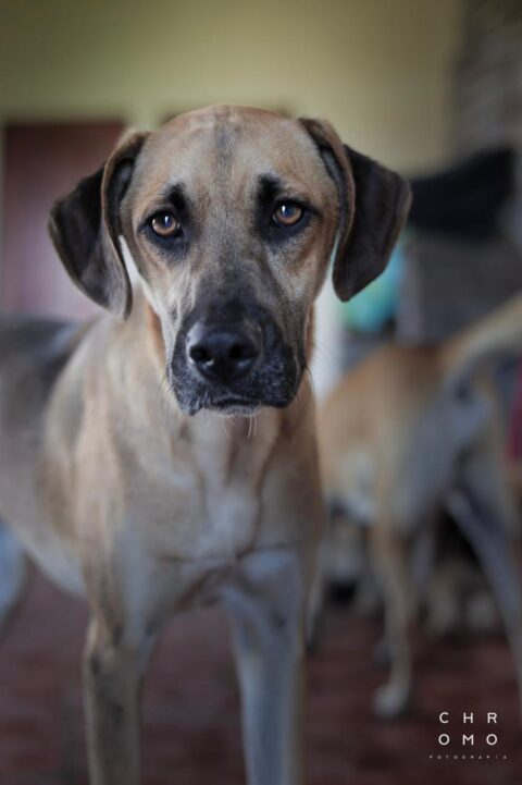 Raúl | Animales de Asis – Costa Rica